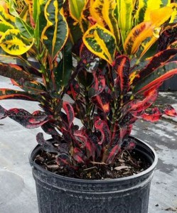 Croton Mammy – Pat Fords Nursery
