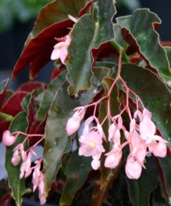 Begonia Torch Pink – Pat Fords Nursery